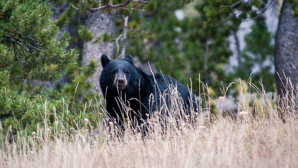 Curvy girl porn videos download well-known secured area