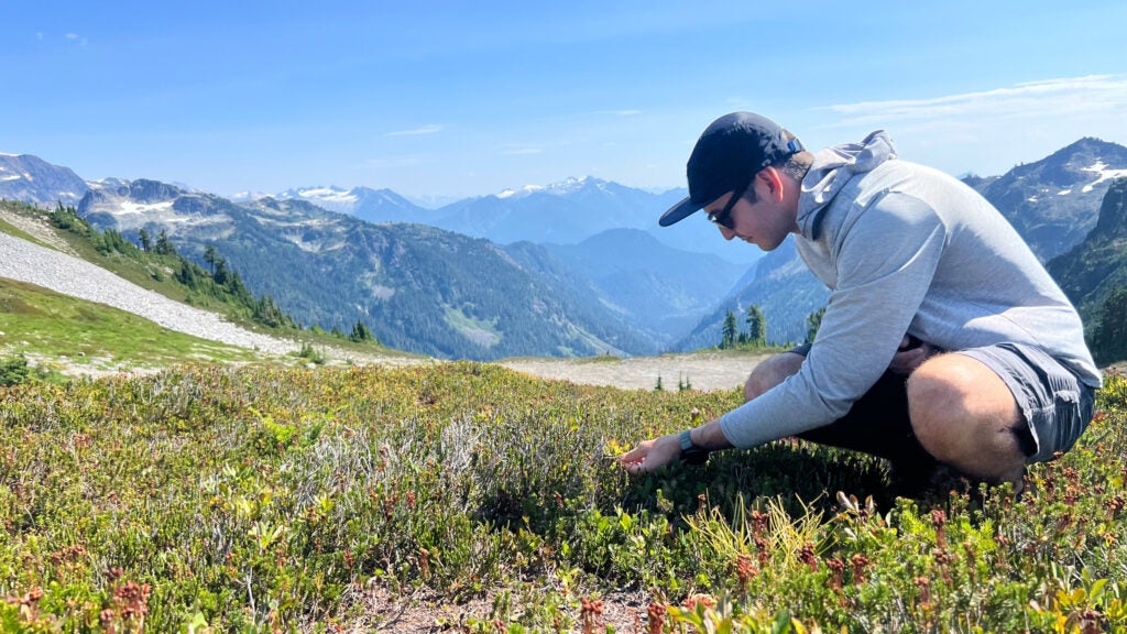 4 Edible Berries Every Hiker Should Know - Backpacker