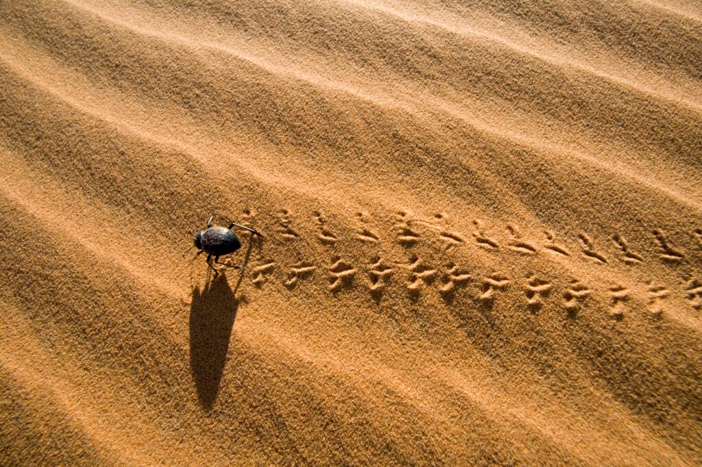 Bugs are the Best Part of the Trail - Backpacker