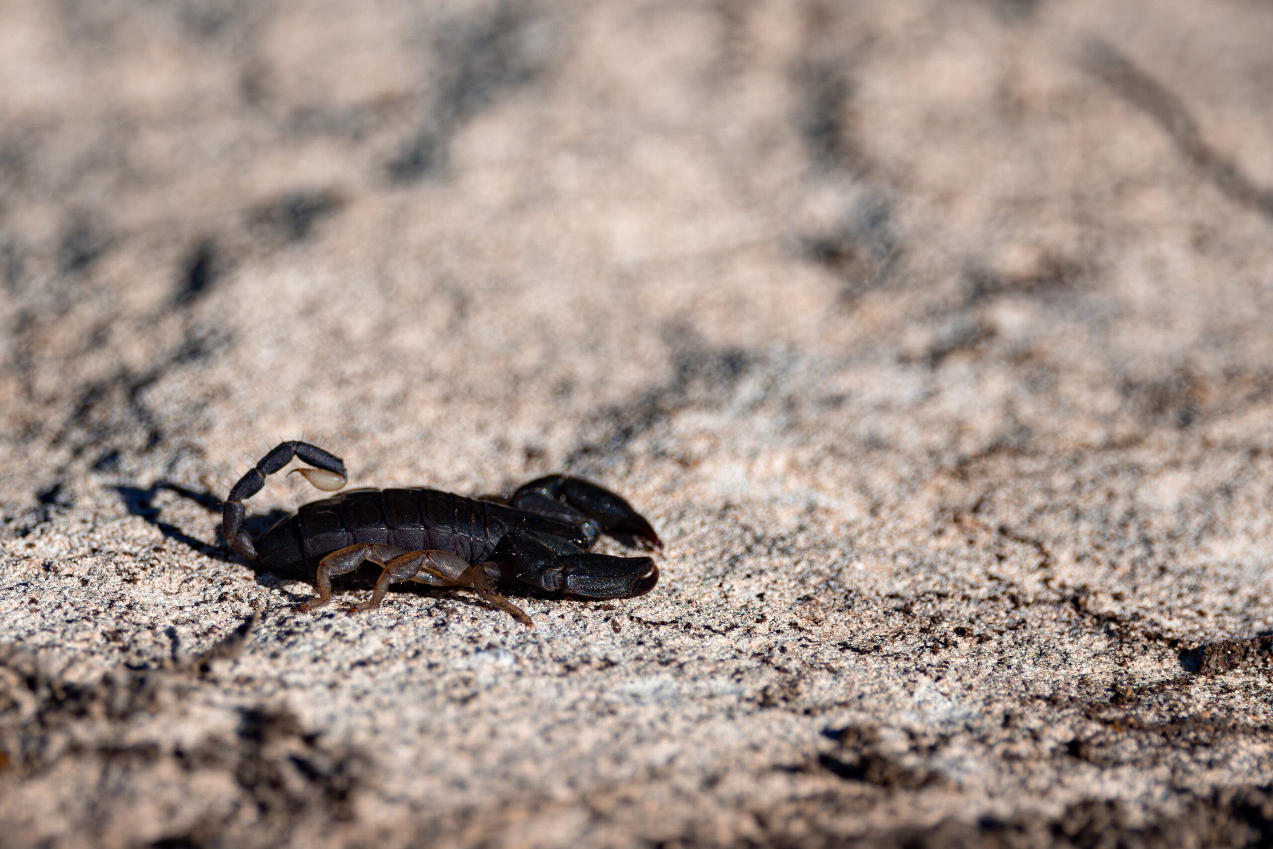 Would You Eat These Bugs? 8 Edible Species Hikers Should Try