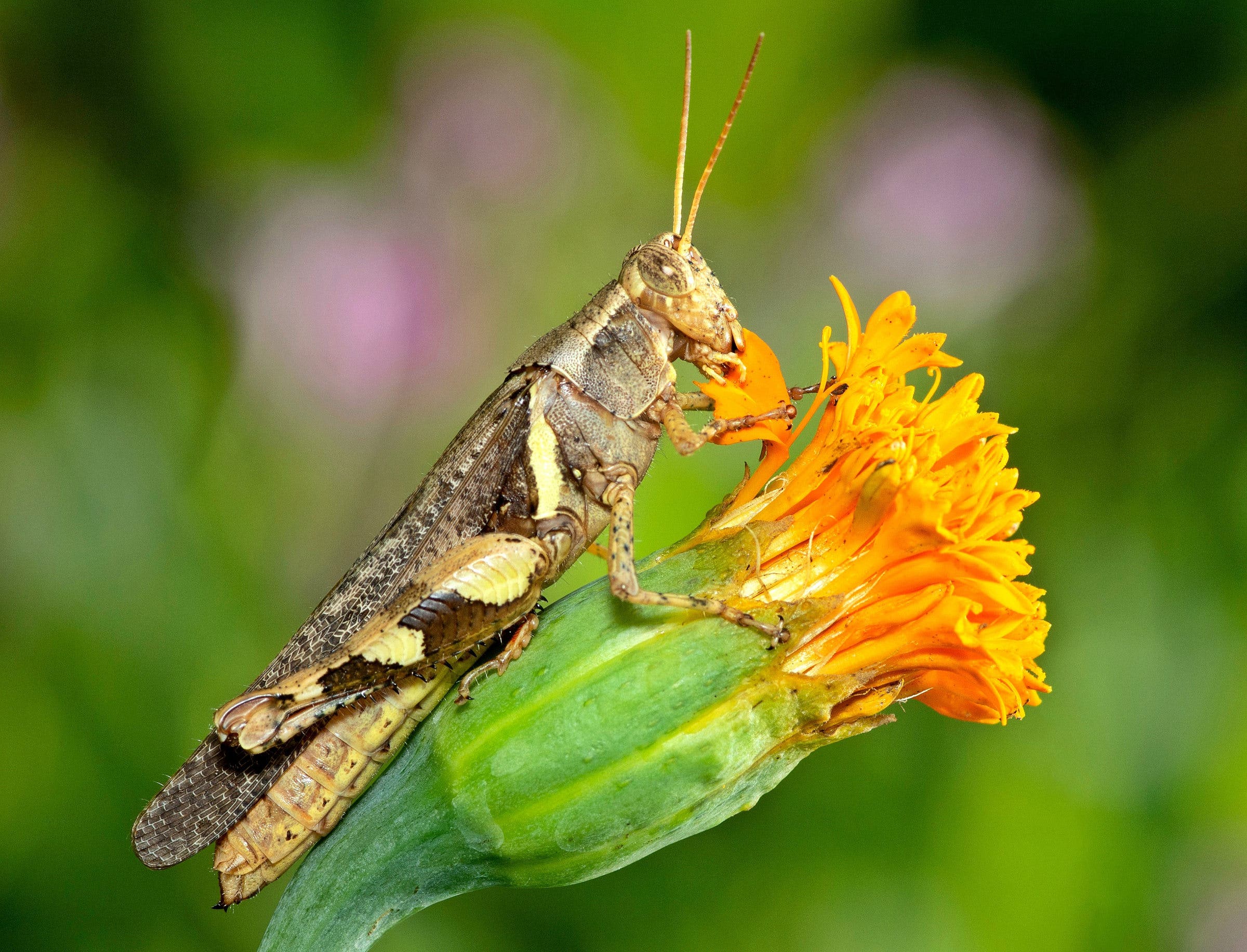 Would You Eat These Bugs? 8 Edible Species Hikers Should Try