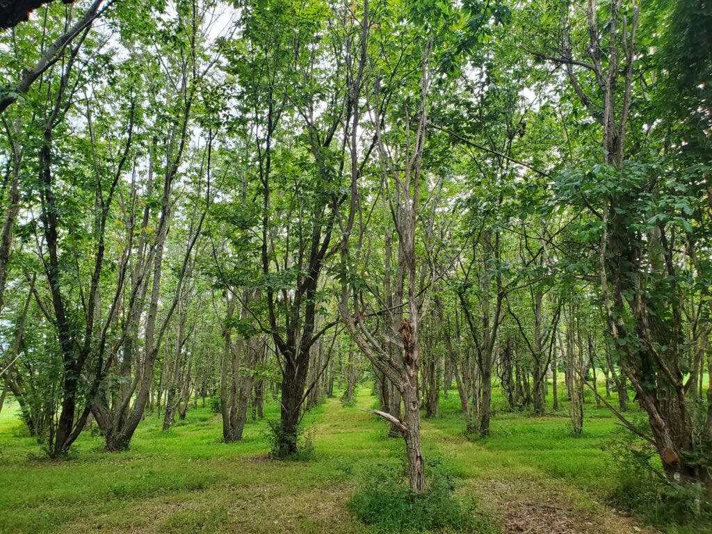 The Incredible Second Life of the American Chestnut Tree