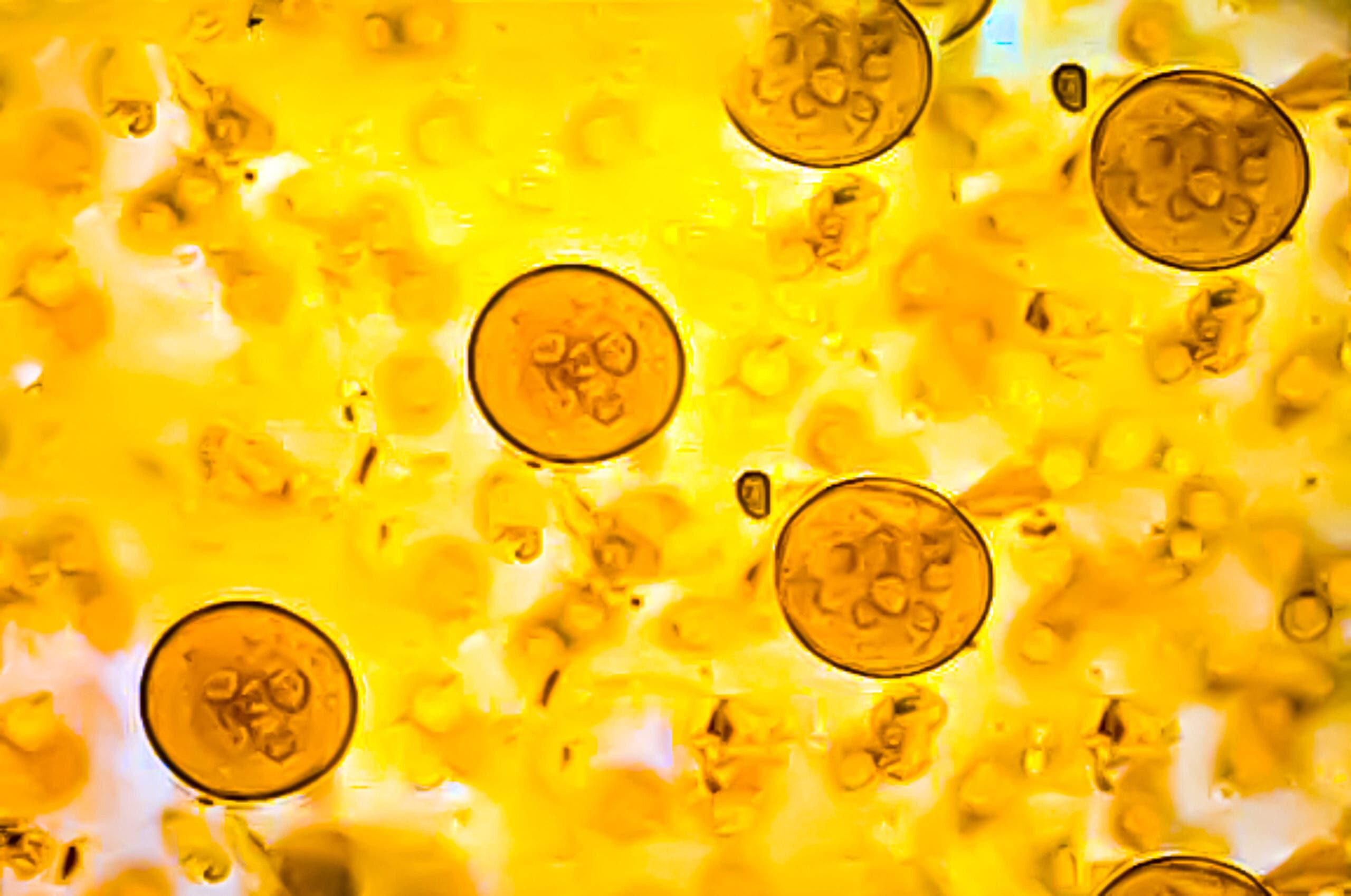 Is it Safe to Drink Straight from a Stream? We Asked Scientists.