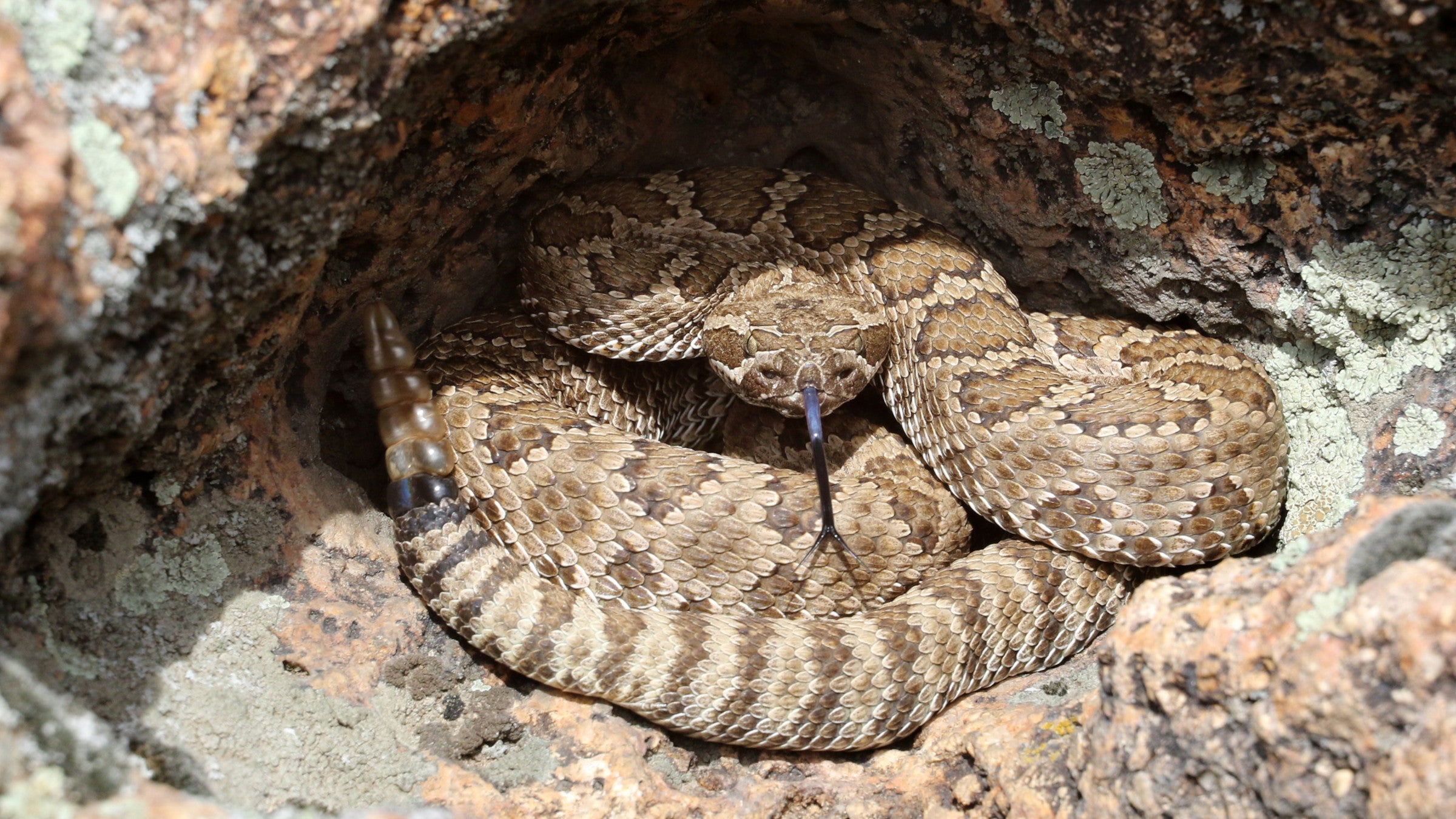 Why Has 2026 Been Such a Bad Year for Snakebites?