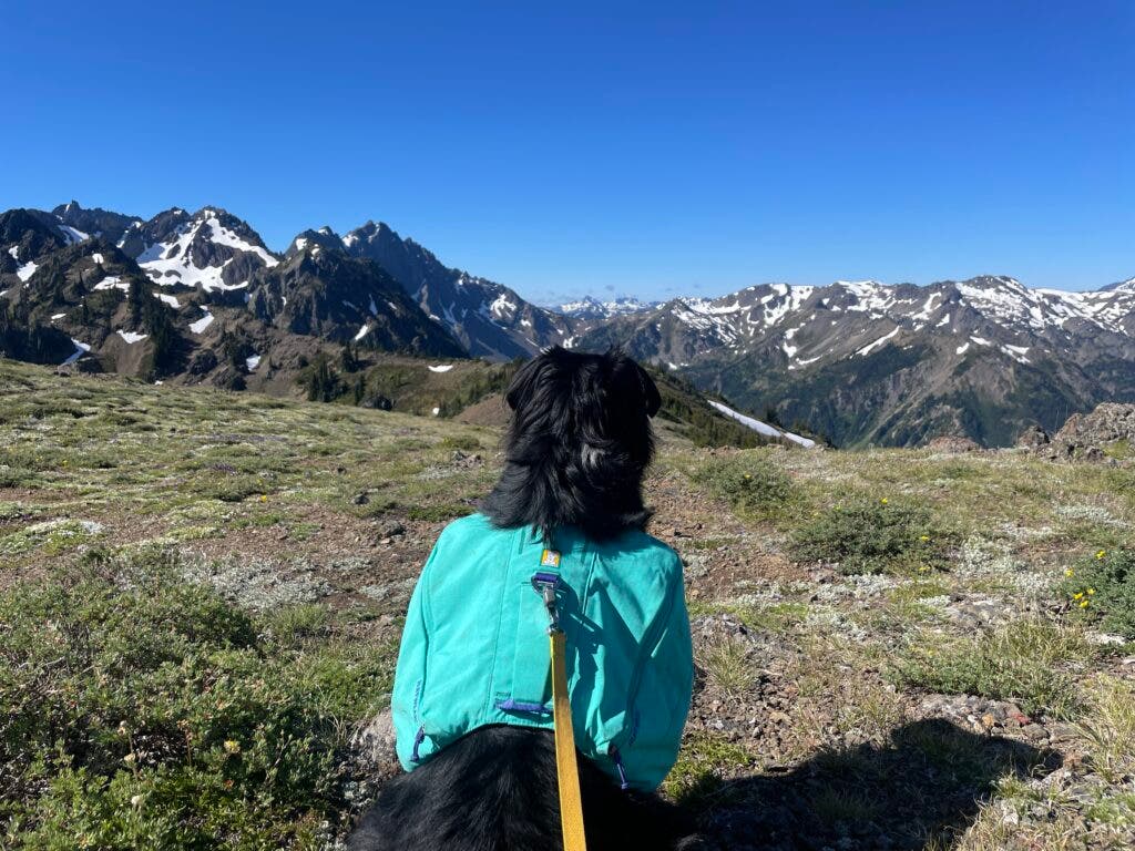 7 Dog-Friendly Trails Outside the National Parks